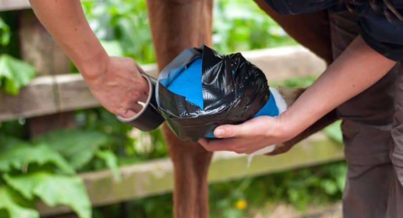 Best Ice Boots for Horses [2019] - Equine Ridge [Recommended Ice ...