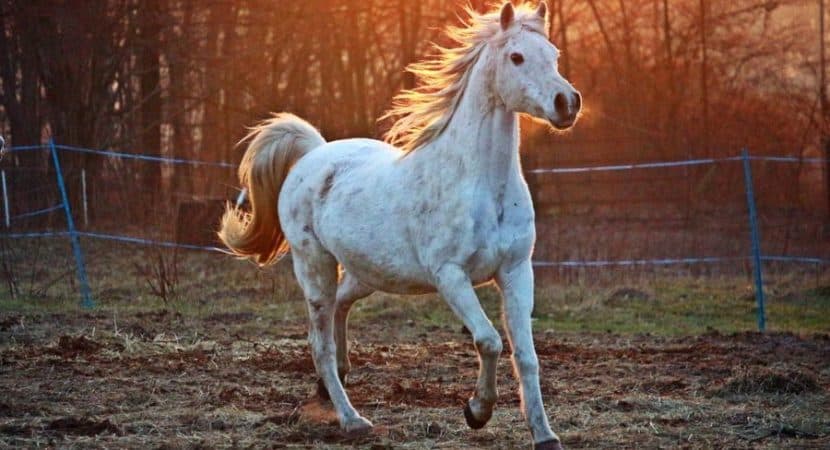 Horse Joint Basics - Equine Ridge